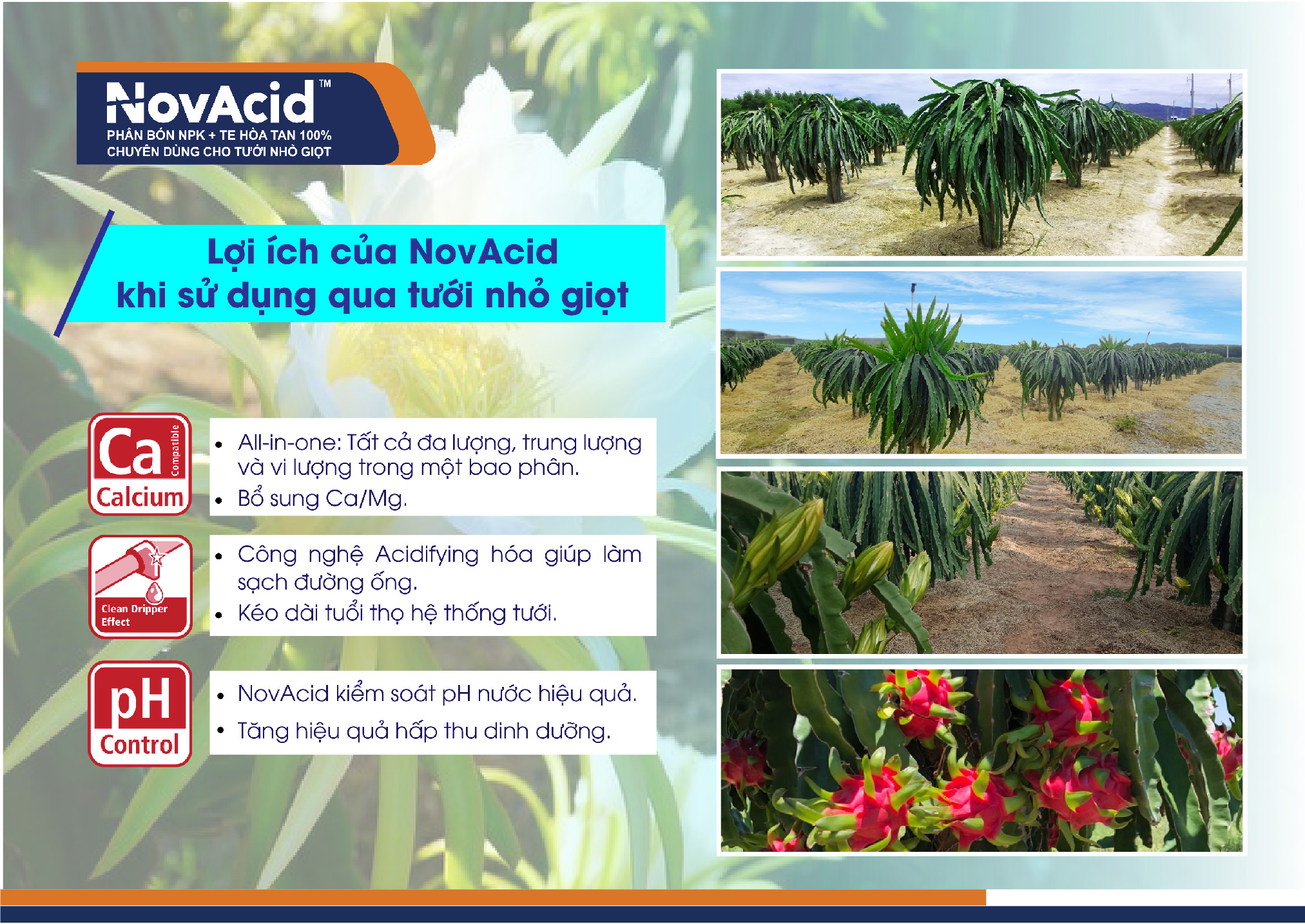 Phân bón hòa tan NPK Novacid - ICL - Khang Thịnh Netafim